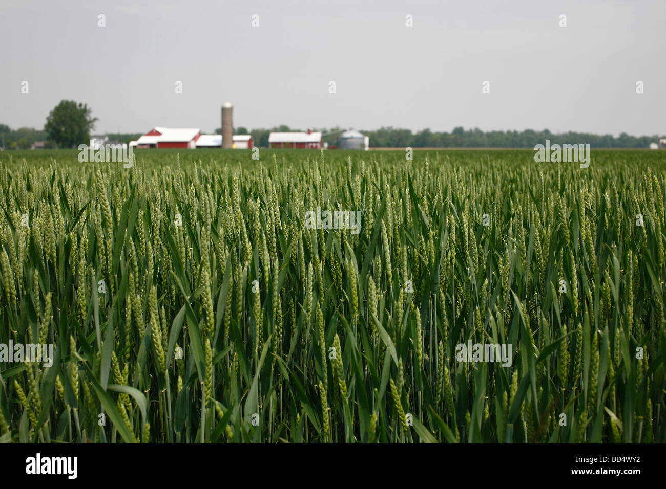 American rural agriculture farm field wheat cereals farming farmland ...