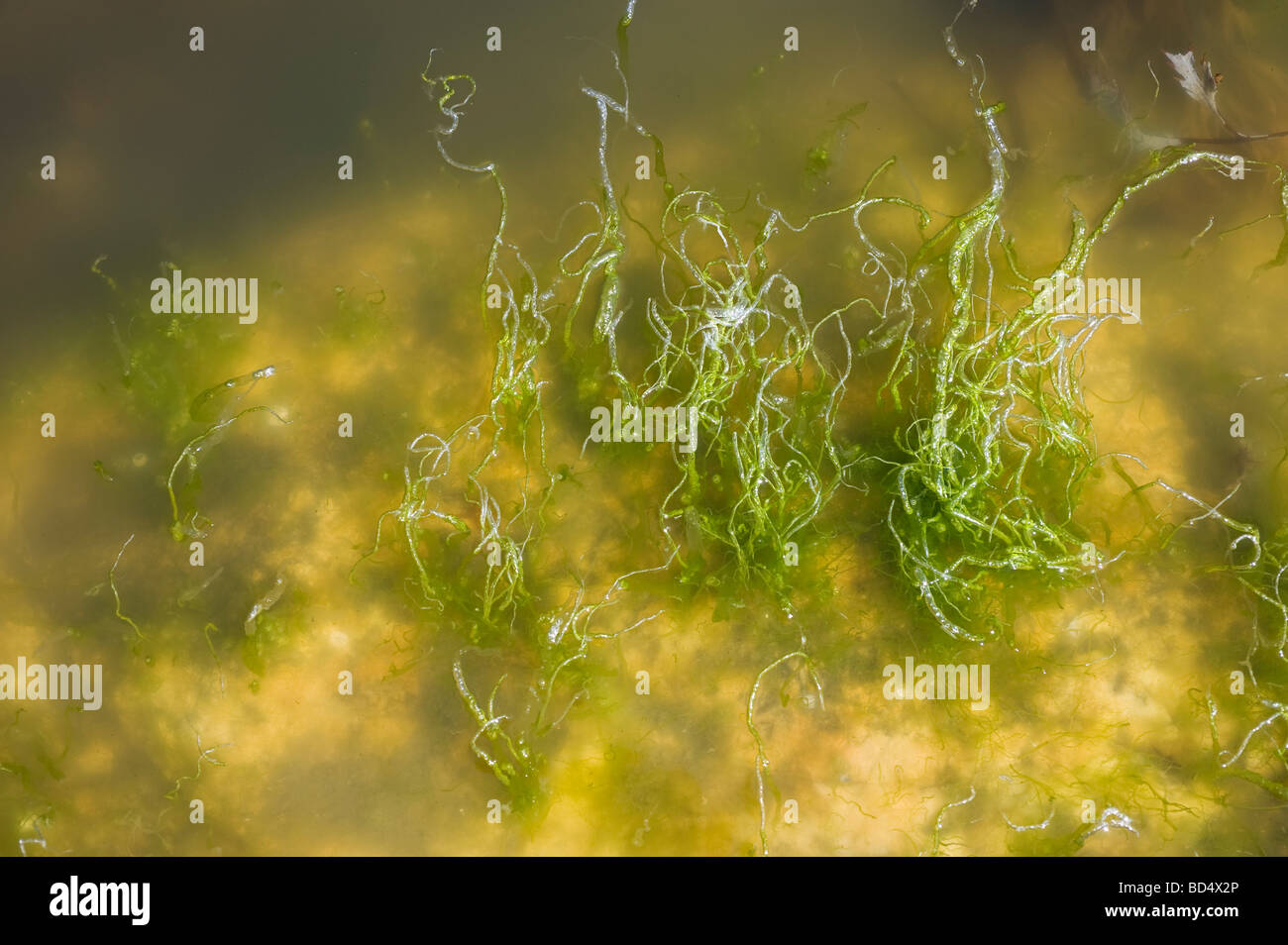 Eutrophication details, (green alga) Sweden Stock Photo - Alamy