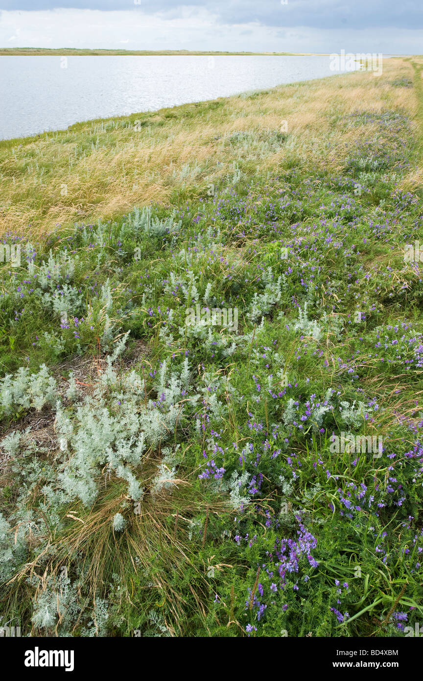 Beach at, Læsø Denmark Stock Photo - Alamy