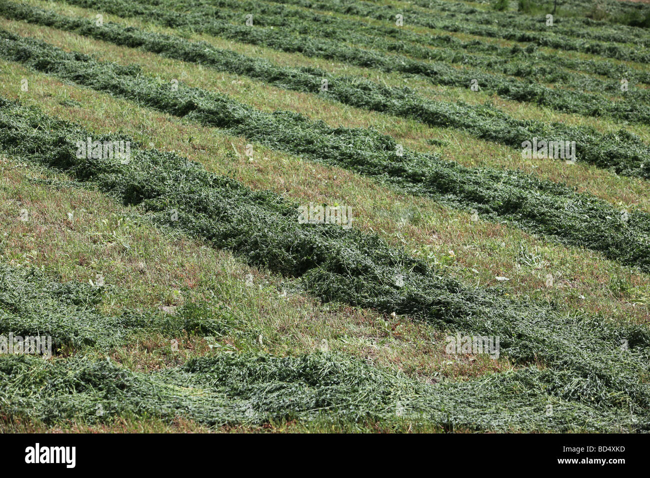 Agricultural field on a farm of cut alfalfa in rows. Green fields being ...