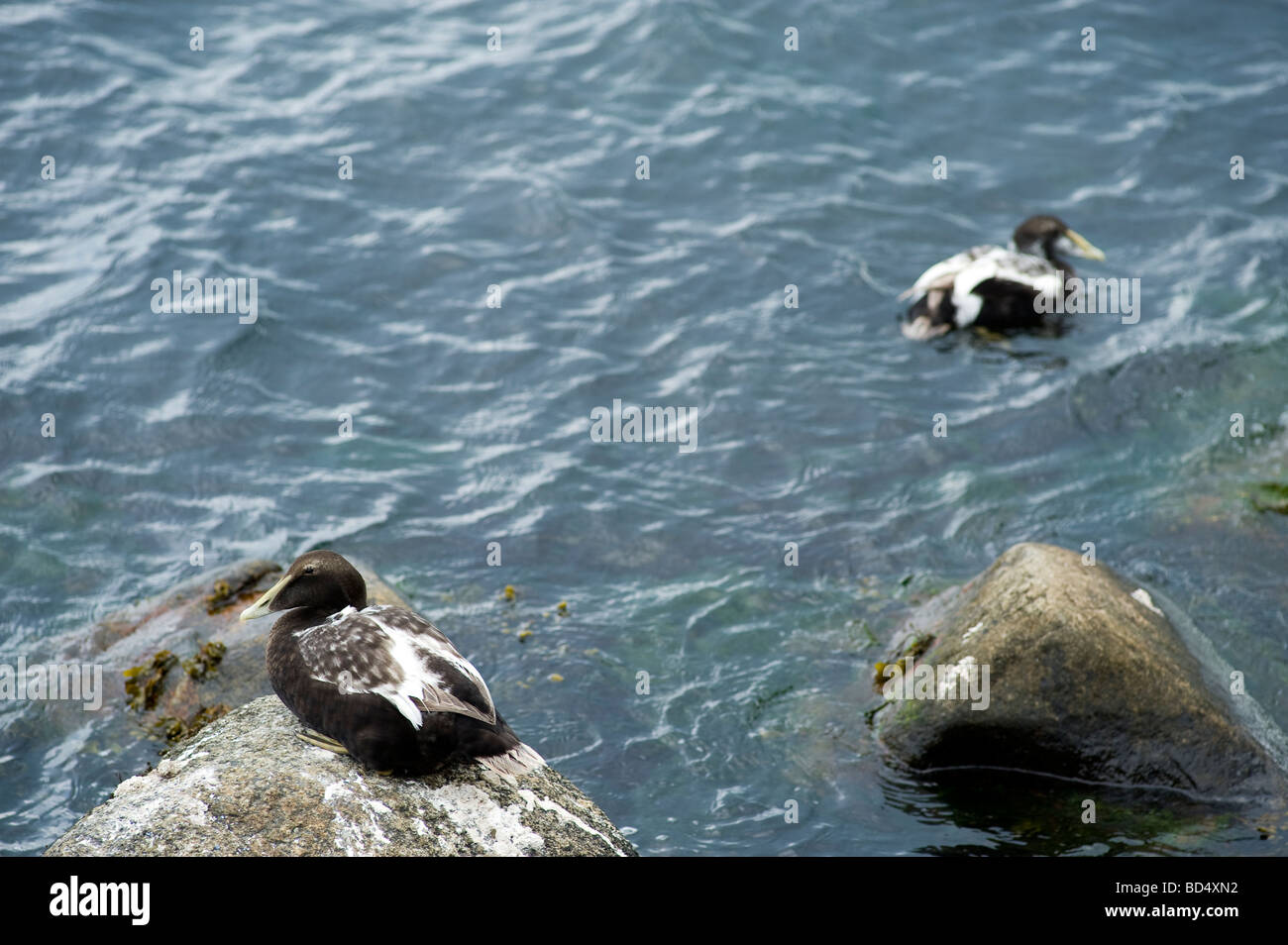 Eider sea duck resting Stock Photo - Alamy