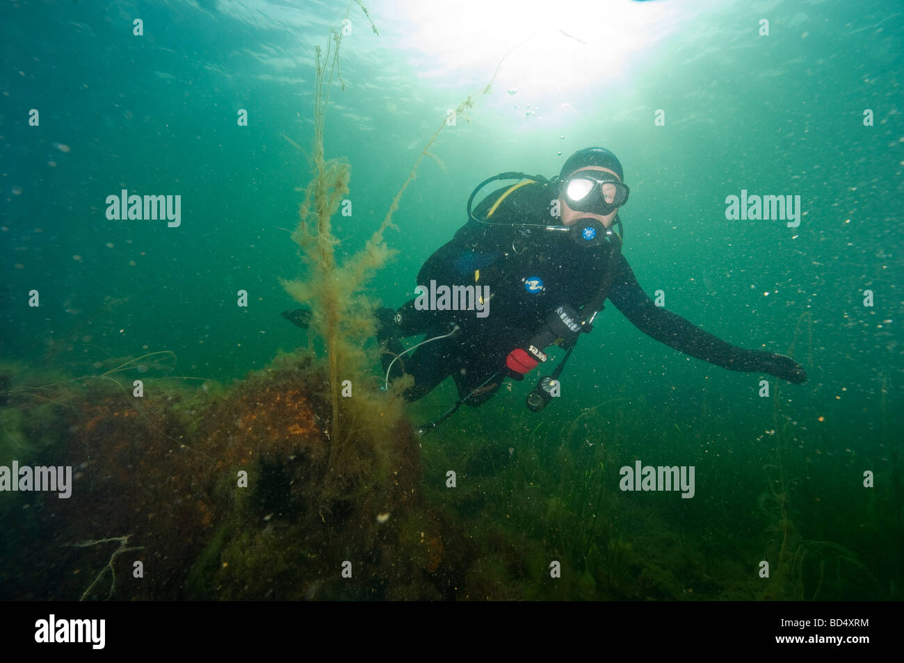 Diver underwater, Sweden Stock Photo - Alamy