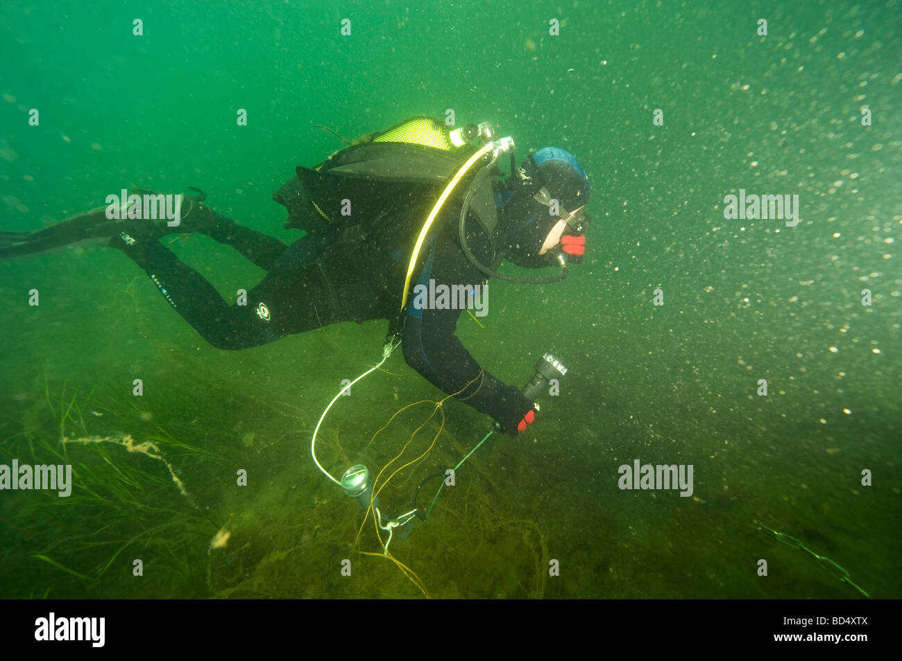 Diver underwater, Sweden Stock Photo - Alamy