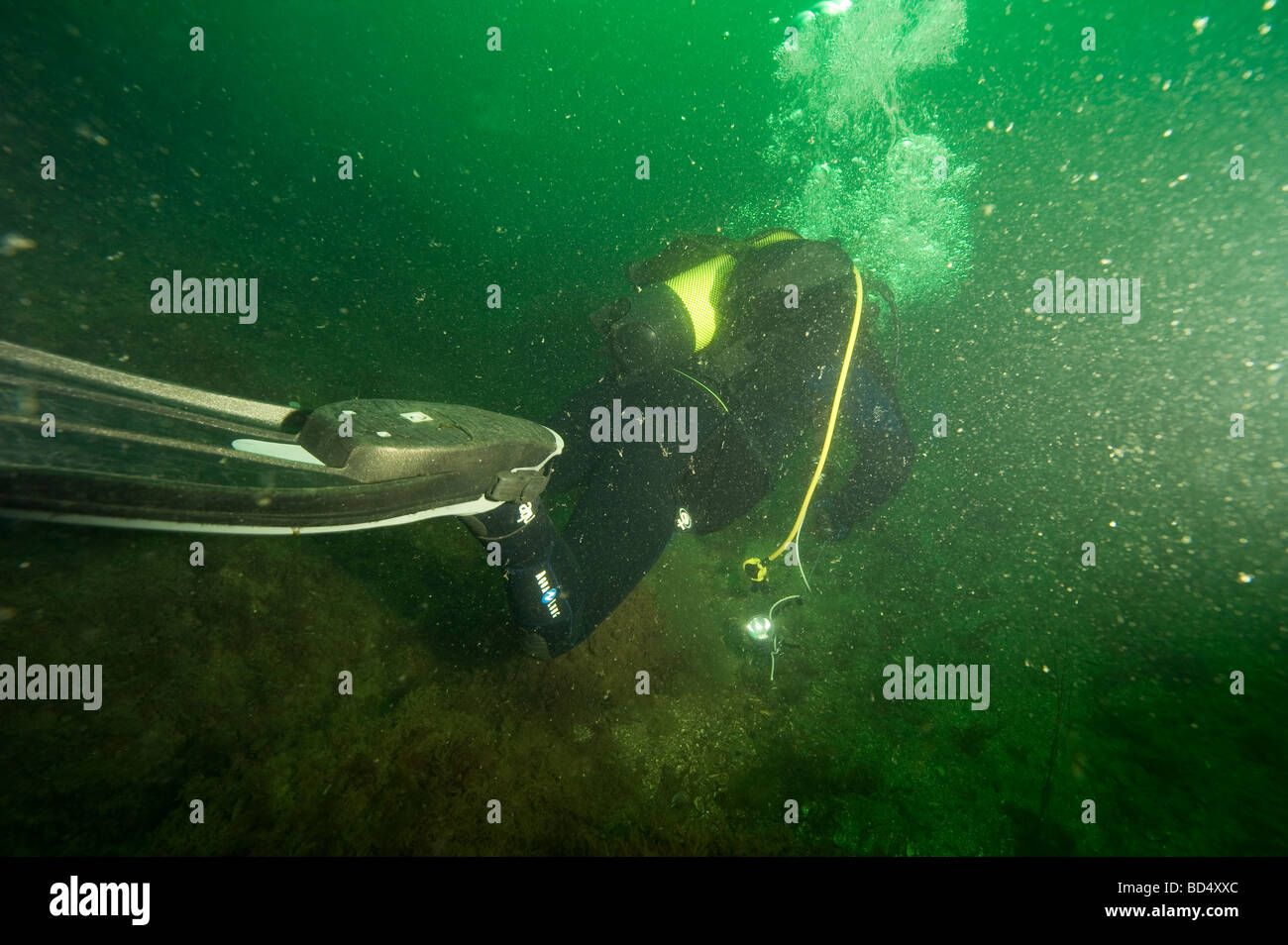 Diver underwater, Sweden Stock Photo - Alamy