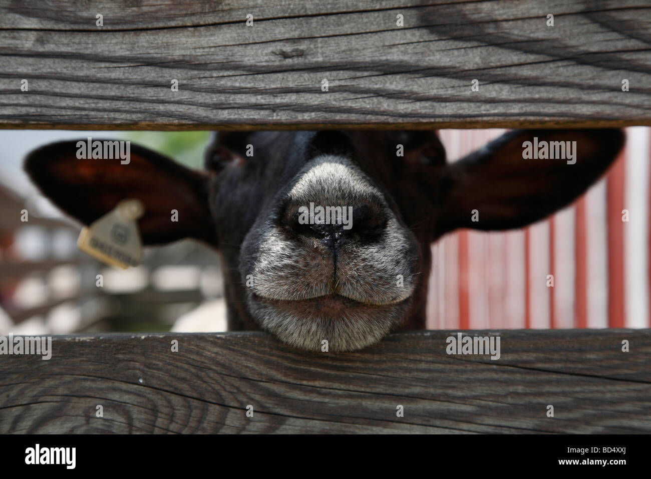 Livestock hi res hi-res stock photography and images - Alamy