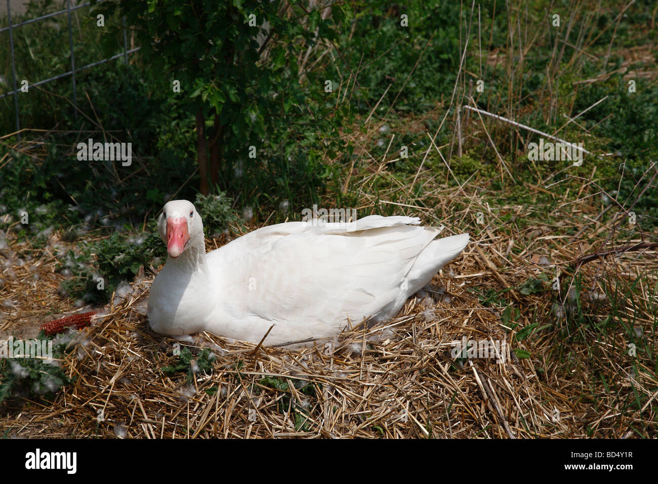American farming domestic white goose poultry rural rustic countryside ...