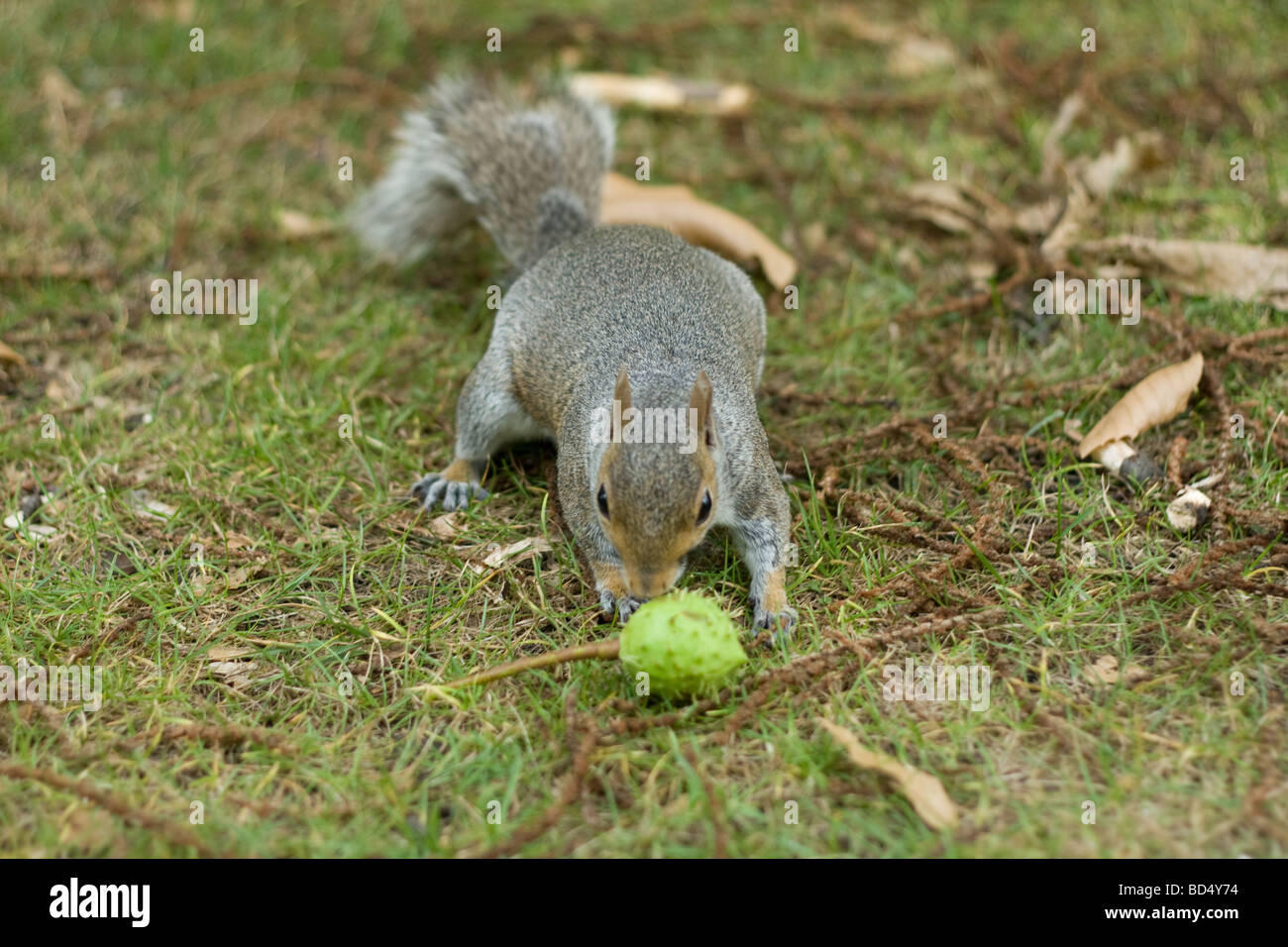 Squirrel eating chestnut hi-res stock photography and images - Alamy