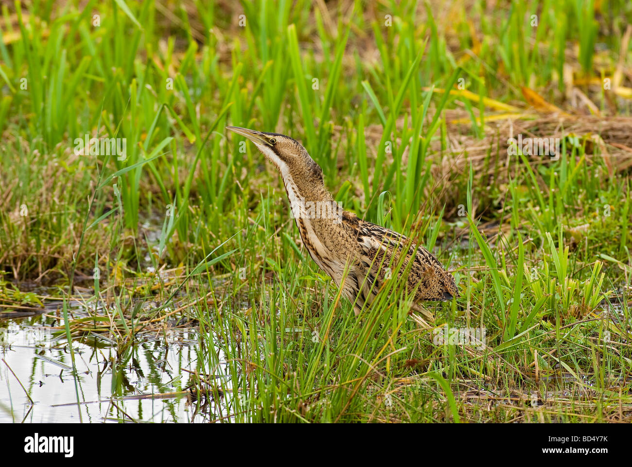 The secretive bittern hi-res stock photography and images - Alamy