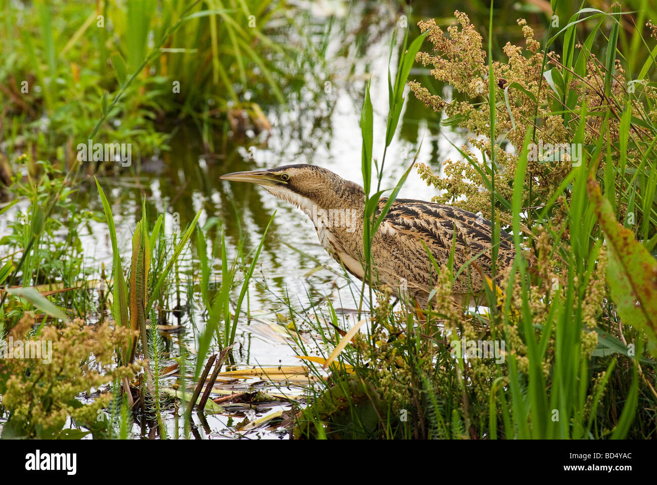 The secretive bittern hi-res stock photography and images - Alamy