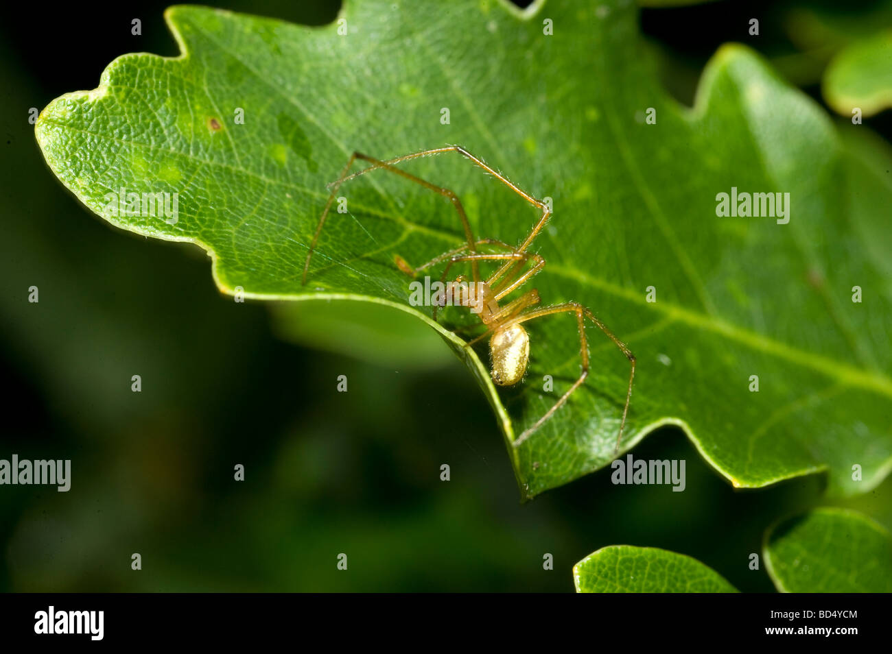 Oak spiders hi-res stock photography and images - Alamy