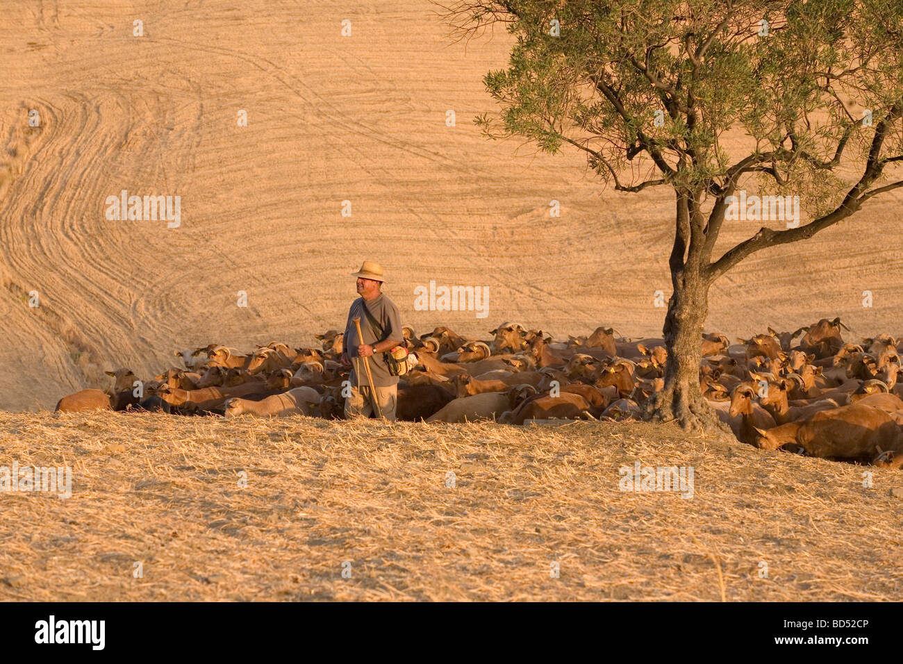 Milking goatherd hi-res stock photography and images - Alamy