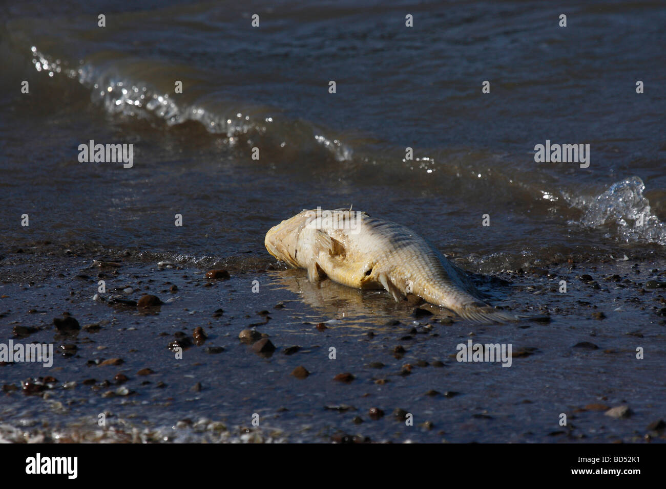 Polluted water on Lake Erie in Ohio USA US overhead from above large ...