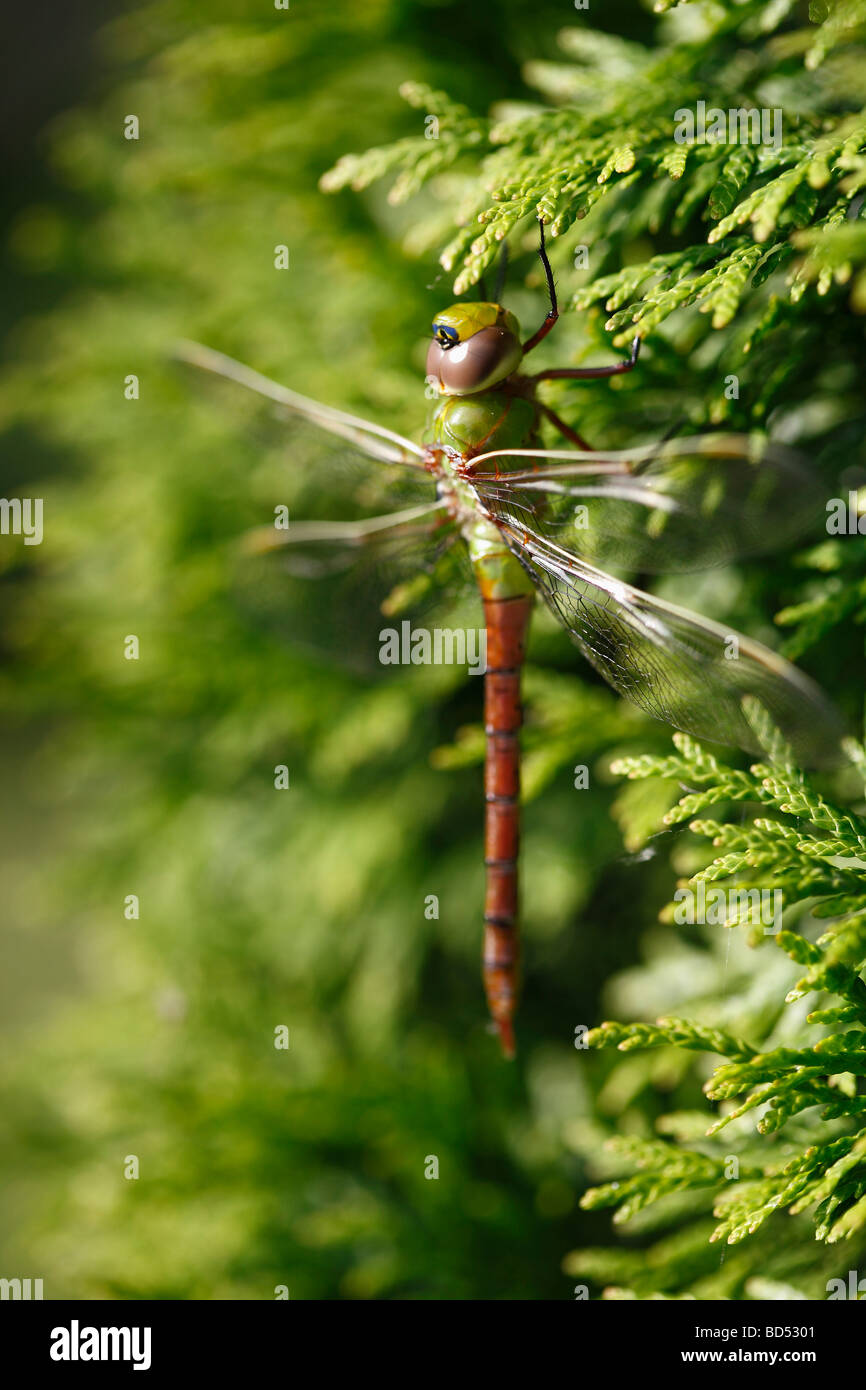 Dragonfly Green Darner view of a insect closeup and with green images ...
