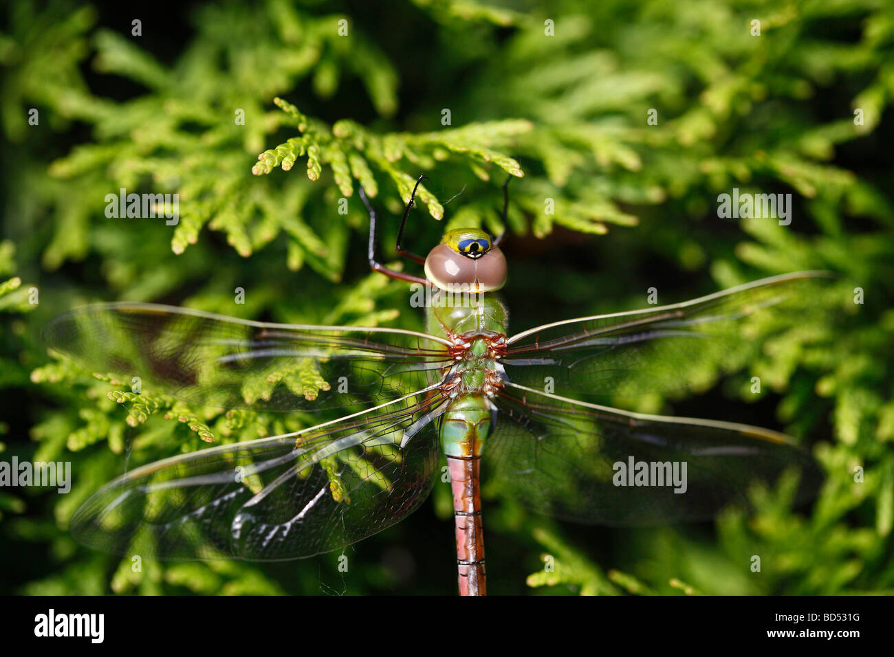 Dragonfly Green Darner insect sitting on tree macro closeup close up ...