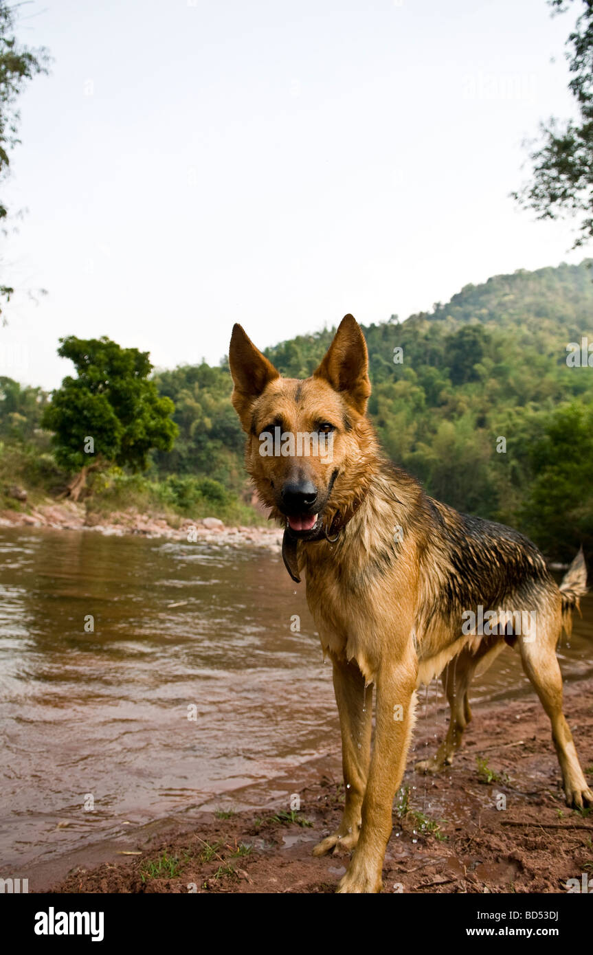 A beautiful German Shepard dog near the river Stock Photo - Alamy