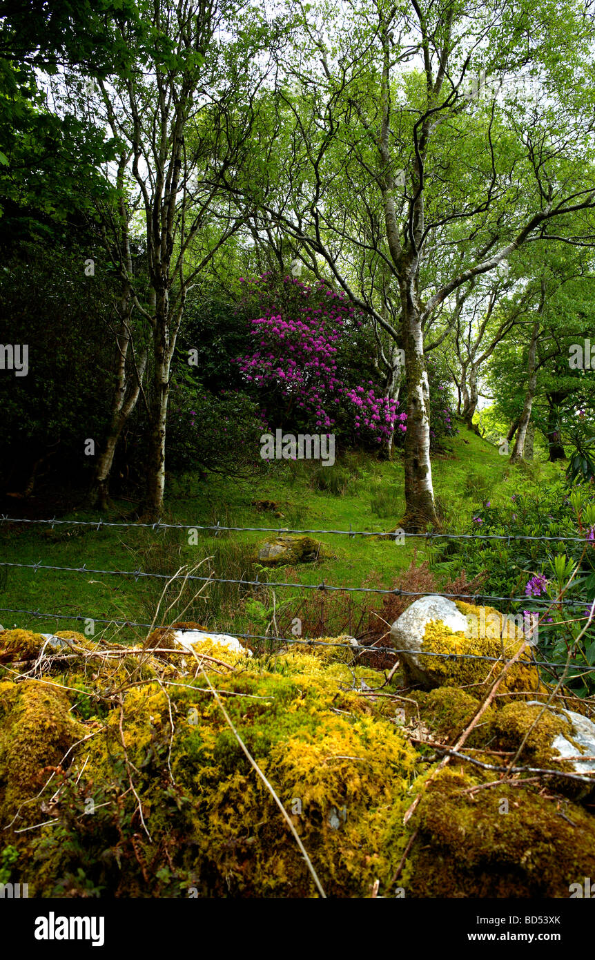 Rhododendron Flower Plant Trees and Fence County Sligo Ireland Stock ...