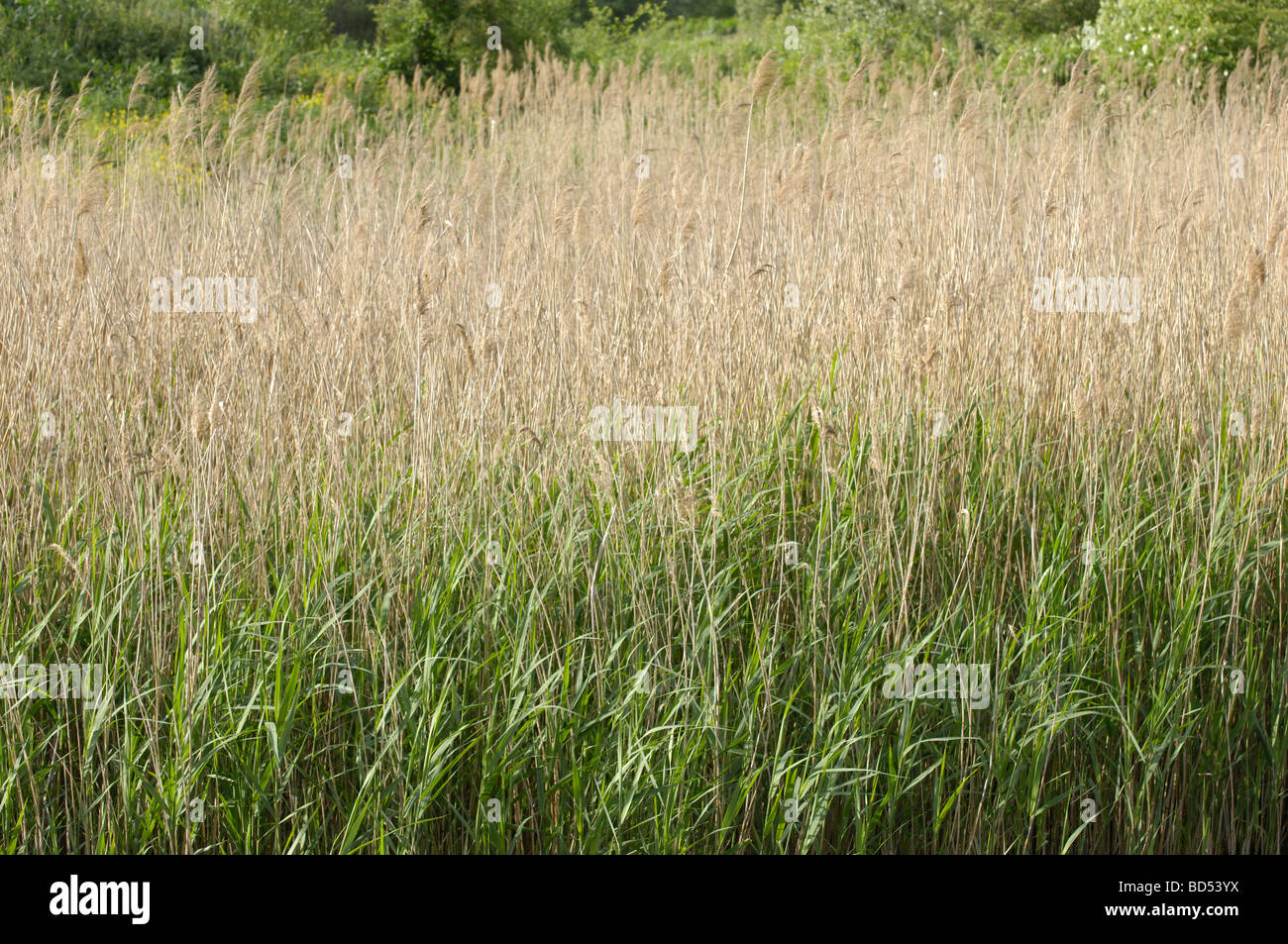 reed bed on a summers day Stock Photo - Alamy