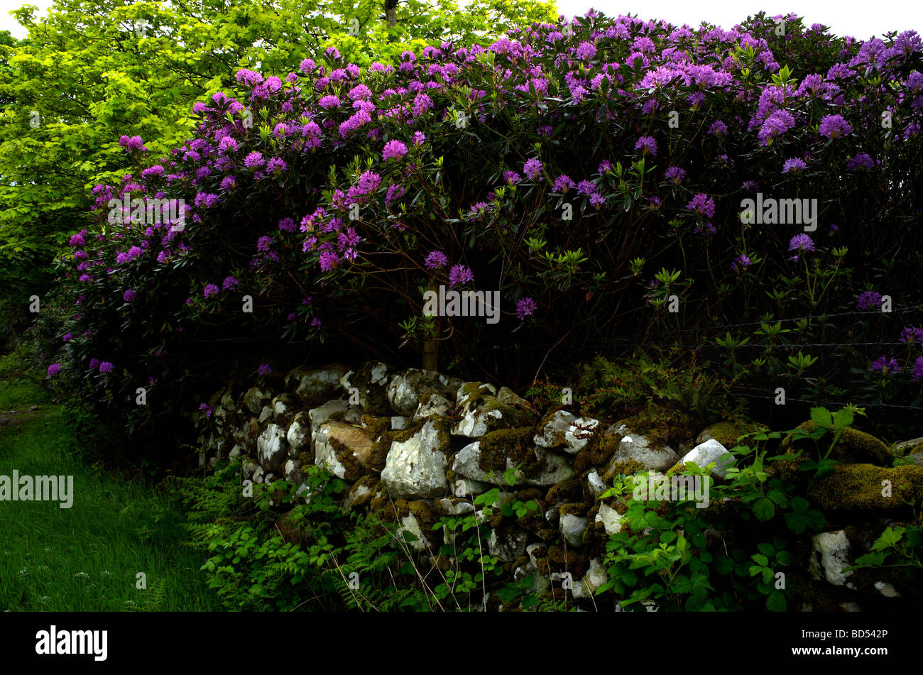 Rhododendron Flower Plant Trees and Stone Fence County Sligo Ireland ...