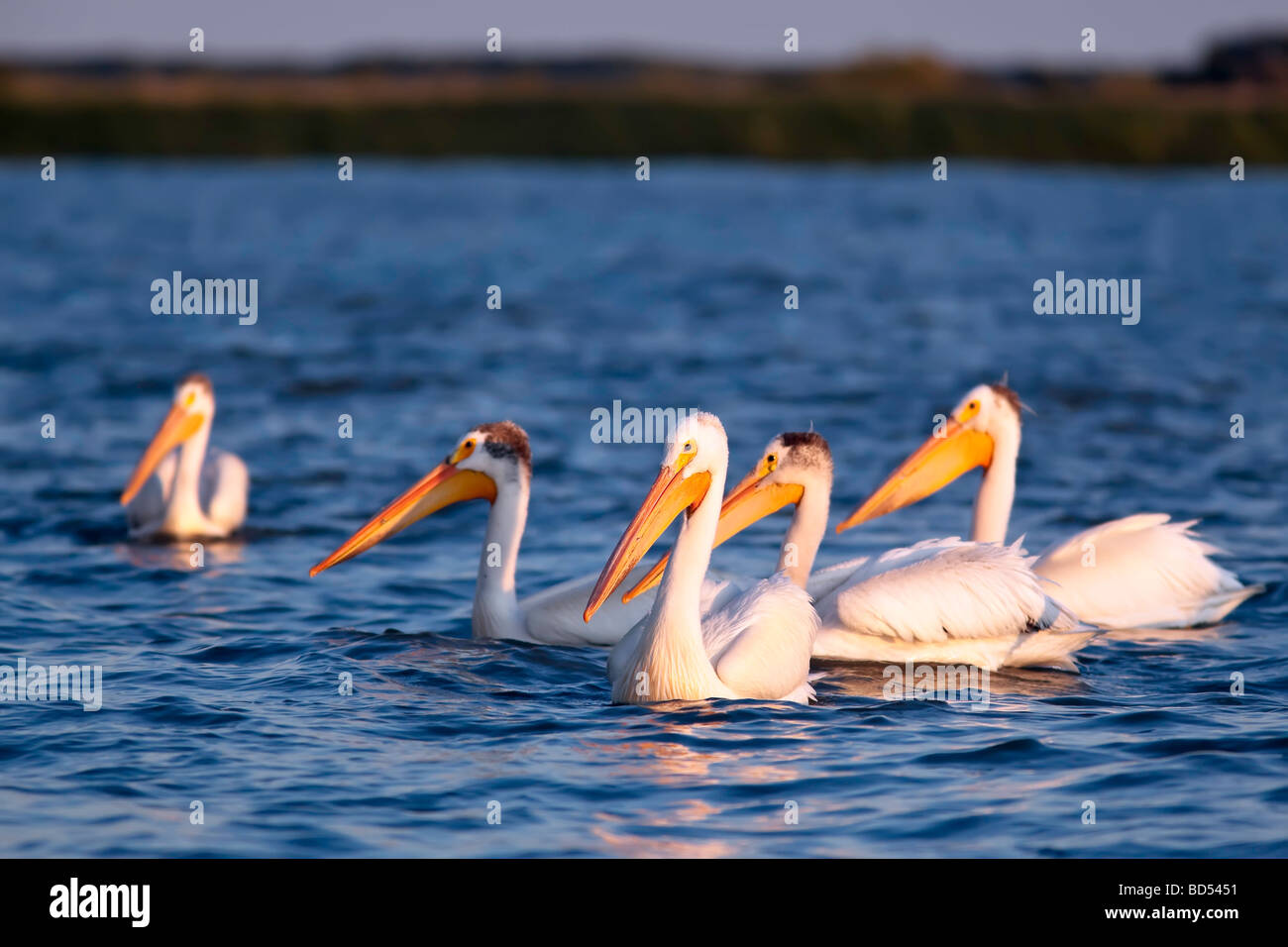 American White Pelicans on Lake Winnipeg at dusk, Grassy Narrows Marsh ...