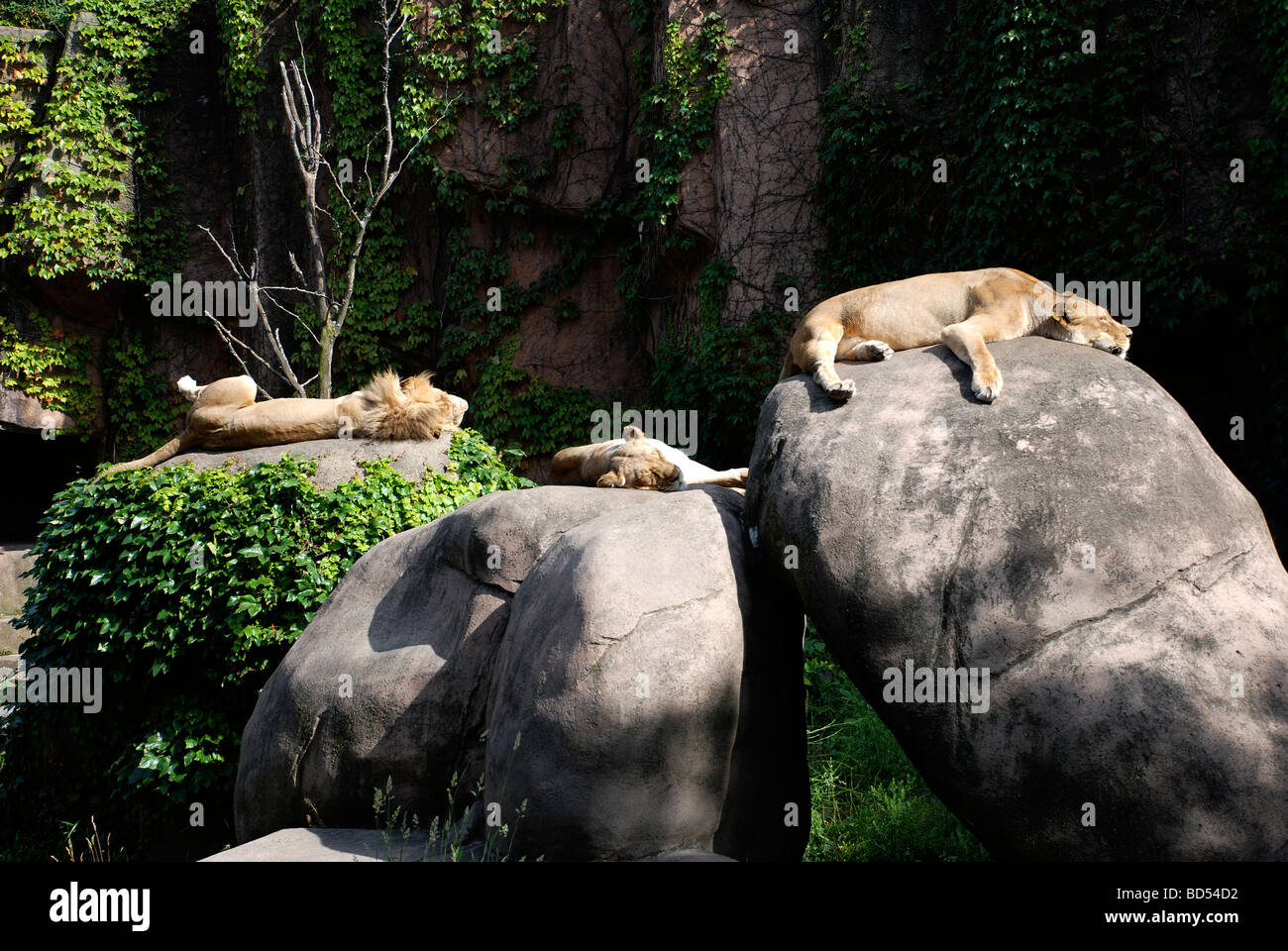 Lions at the zoo hi-res stock photography and images - Alamy