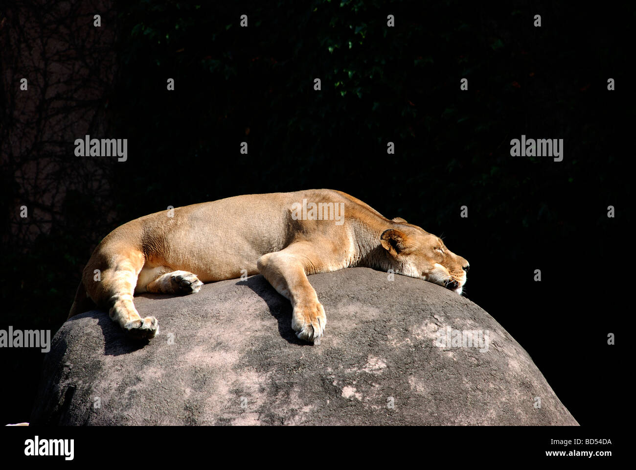 Lazy lions at Lincoln Park Zoo Stock Photo - Alamy