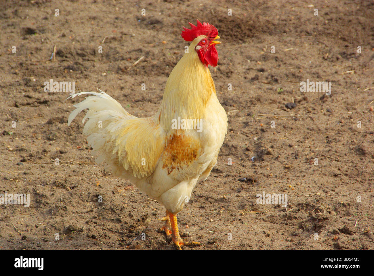 Huhn chicken 20 Stock Photo - Alamy