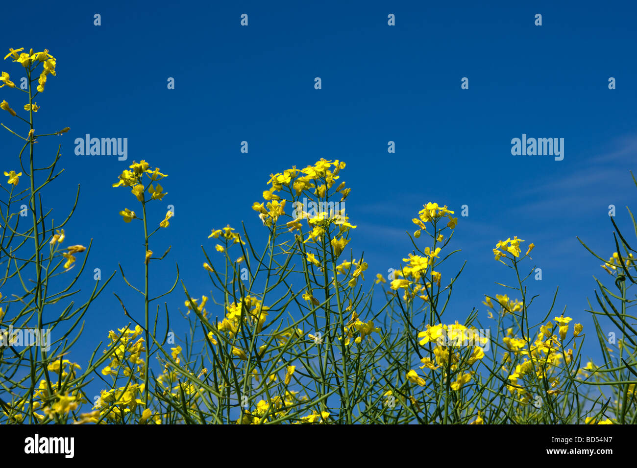 Canola crop in flower hi-res stock photography and images - Alamy
