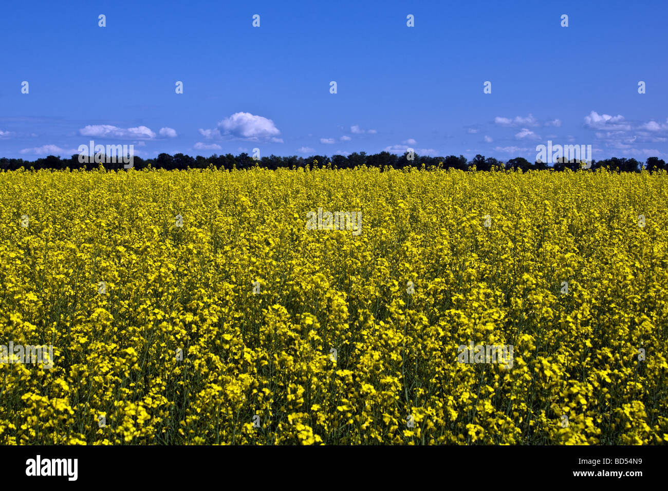 Canola crop in flower hi-res stock photography and images - Alamy