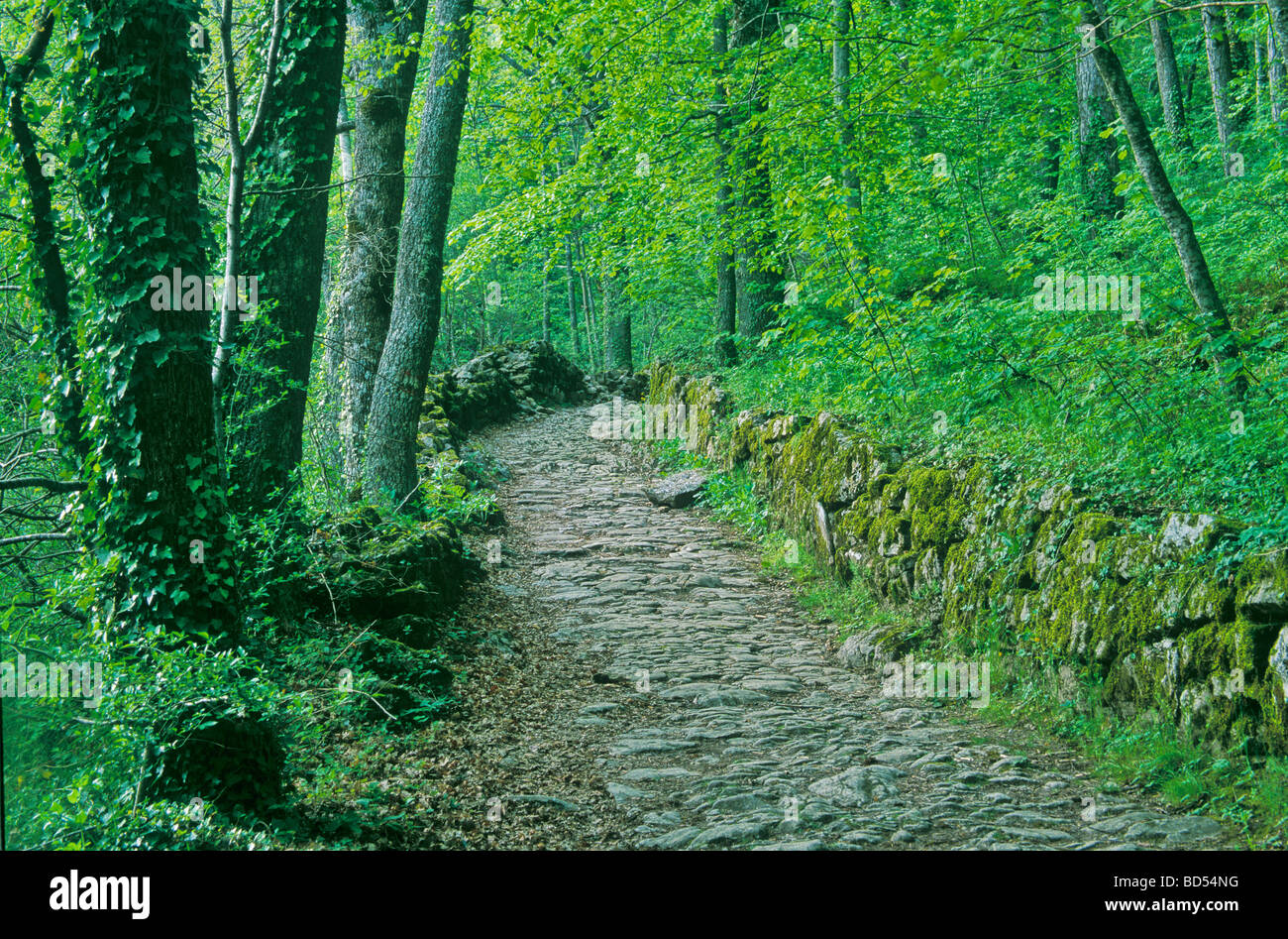 Ancient stone road leads up hill and through forest to sanctuary of La ...