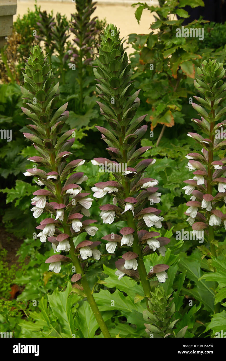 Acanthus mollis hi-res stock photography and images - Alamy