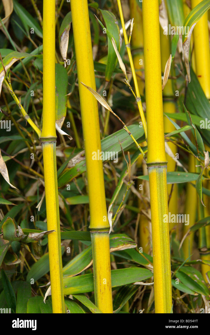 Green stripe bamboo hi-res stock photography and images - Alamy