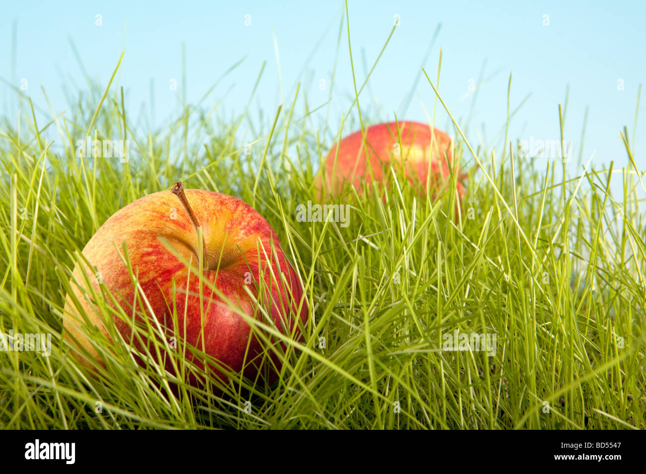 Red apples lying in the grass of an orchard Stock Photo - Alamy