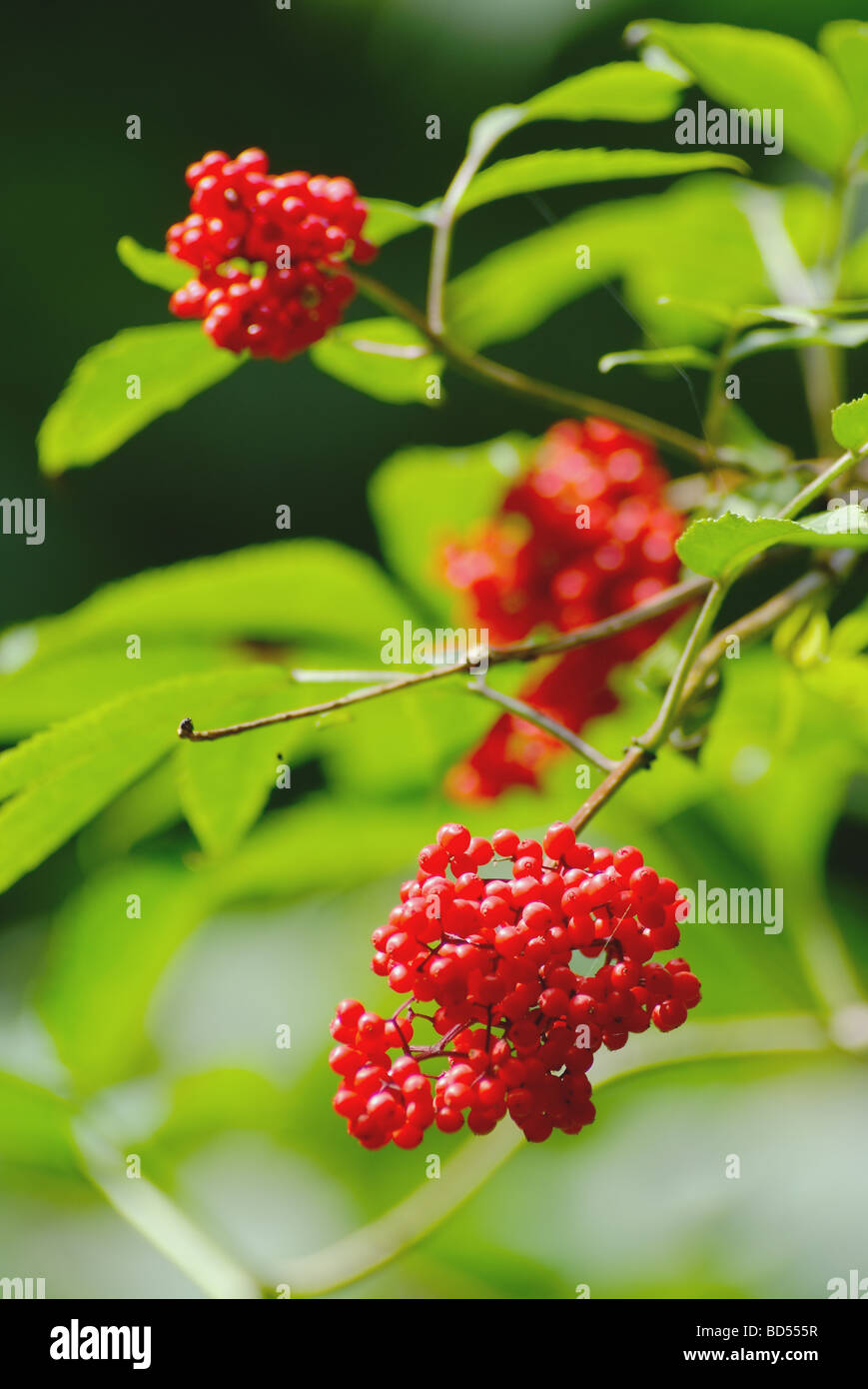 Honeysuckle berry (Lonicera xylosteum Stock Photo - Alamy