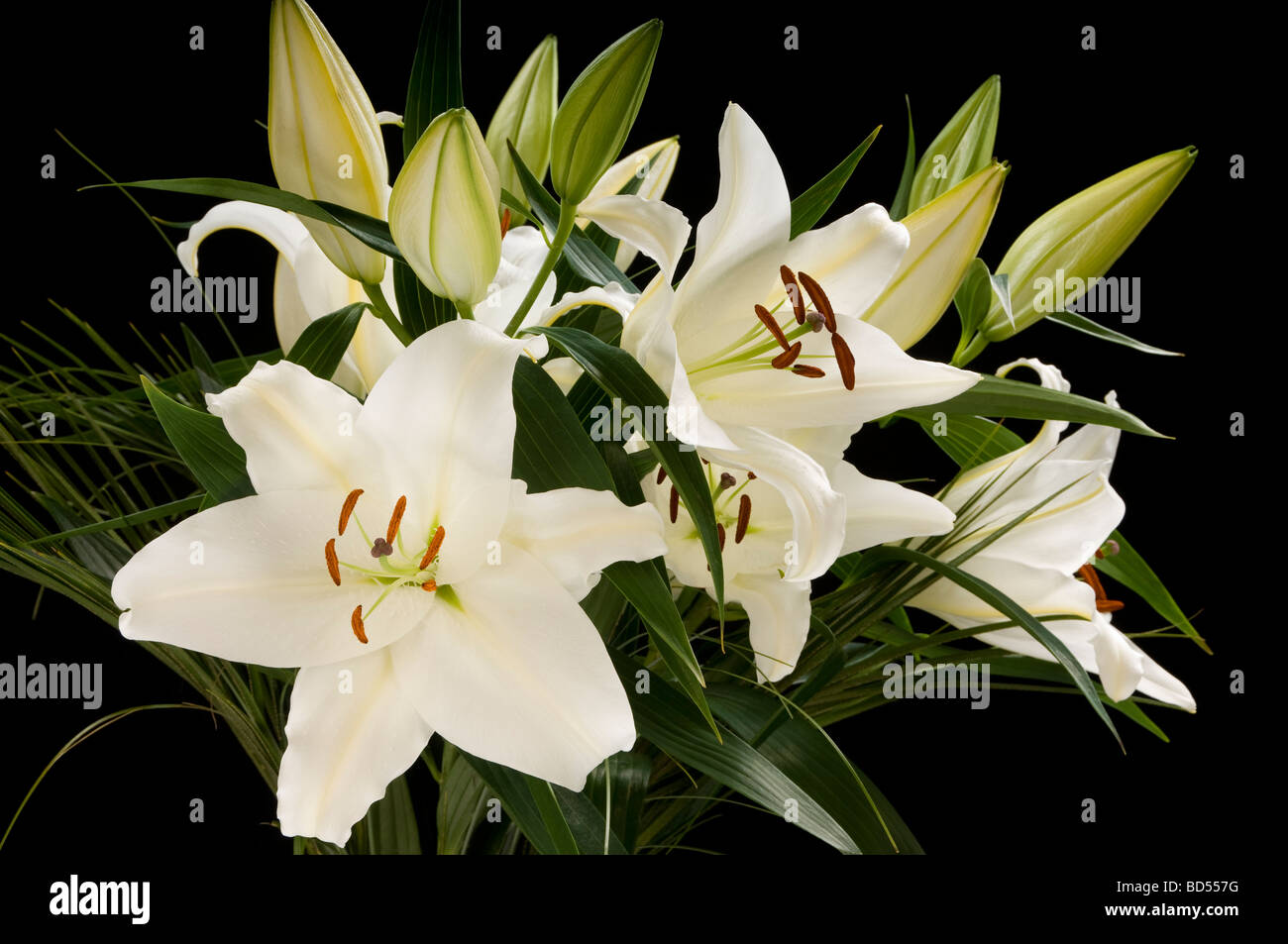 White lily hi-res stock photography and images - Alamy