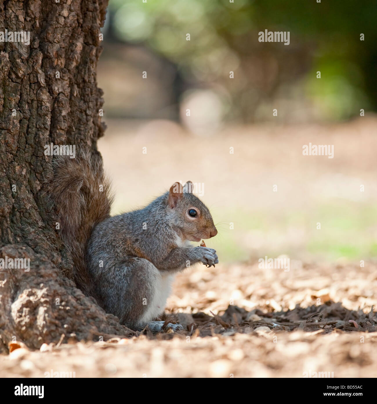 Square trunk tree hi-res stock photography and images - Alamy