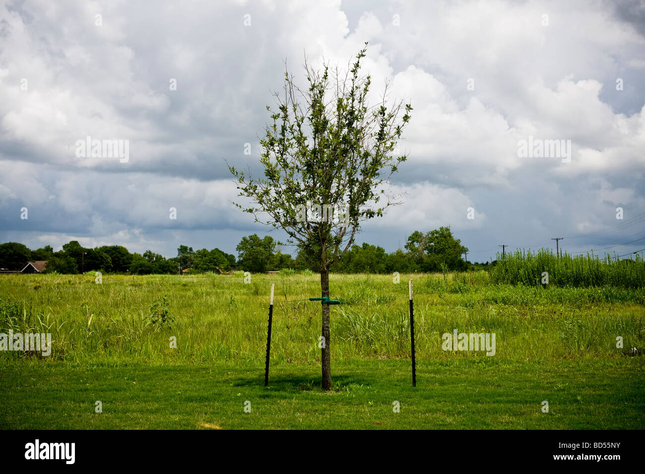 Supported by a tree hi-res stock photography and images - Alamy