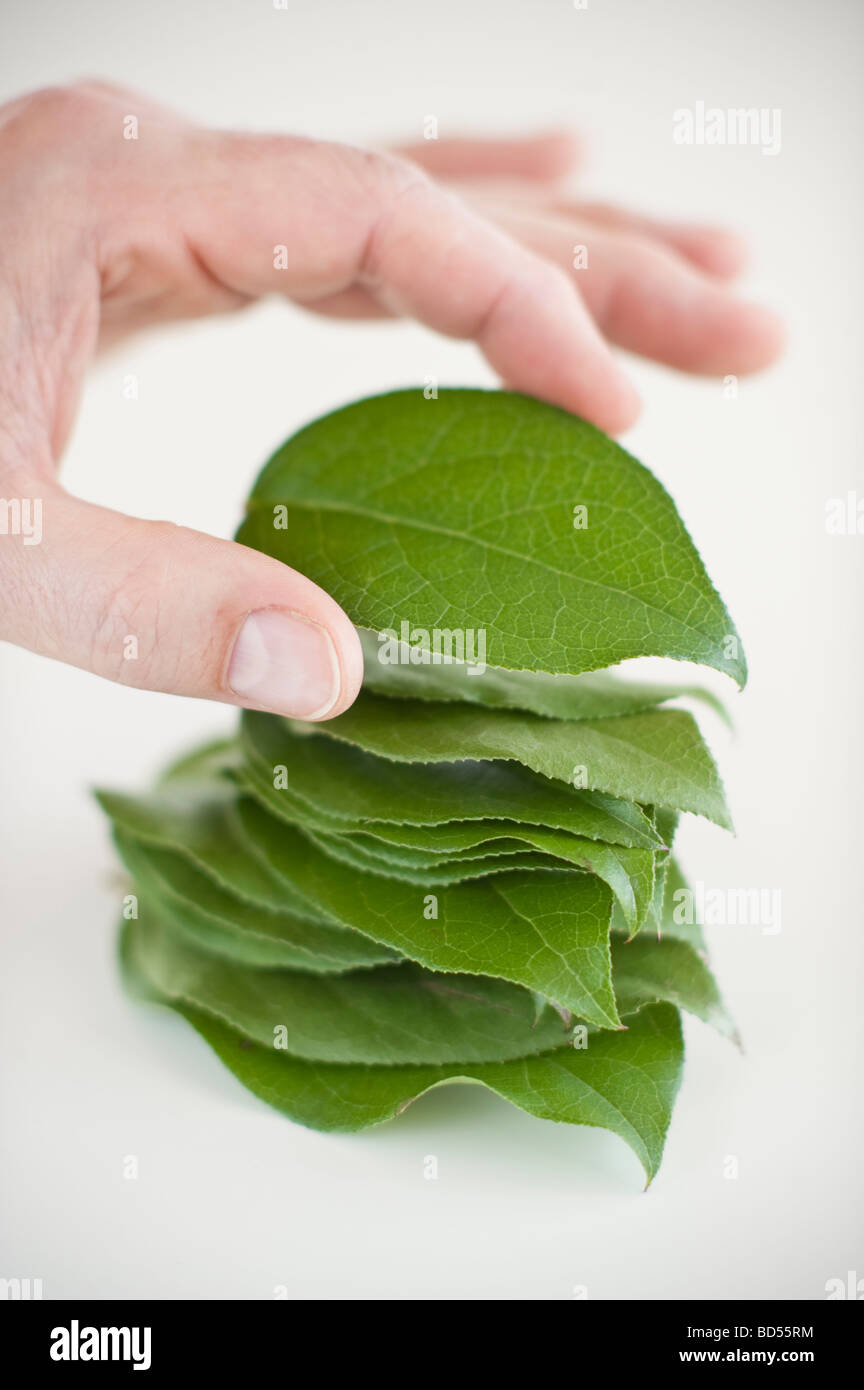 A hand stacking leaves Stock Photo - Alamy