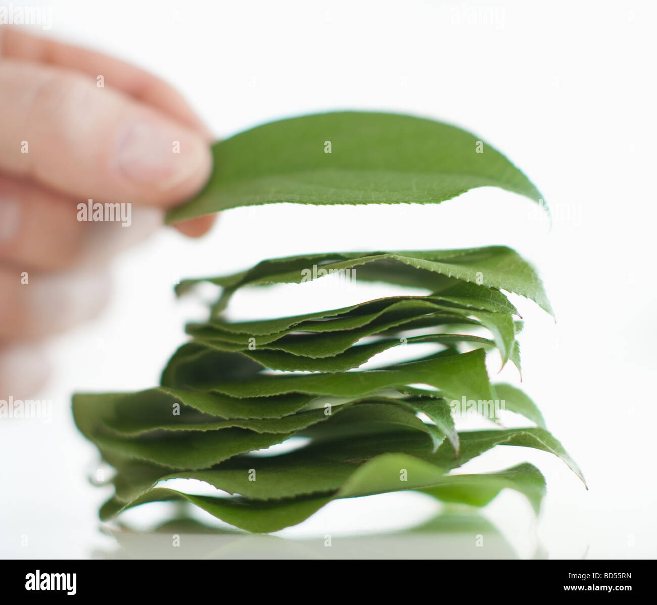 55 leaves hi-res stock photography and images - Alamy