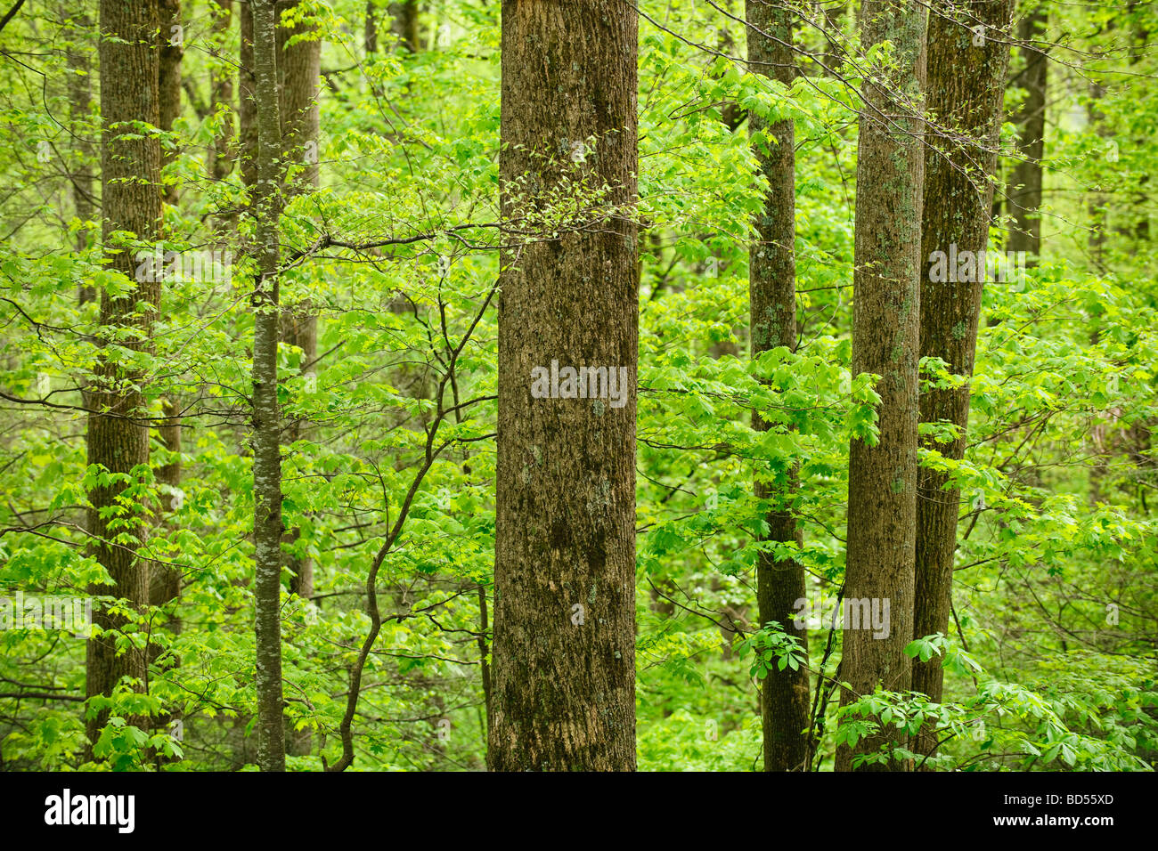 A forest of trees Stock Photo - Alamy