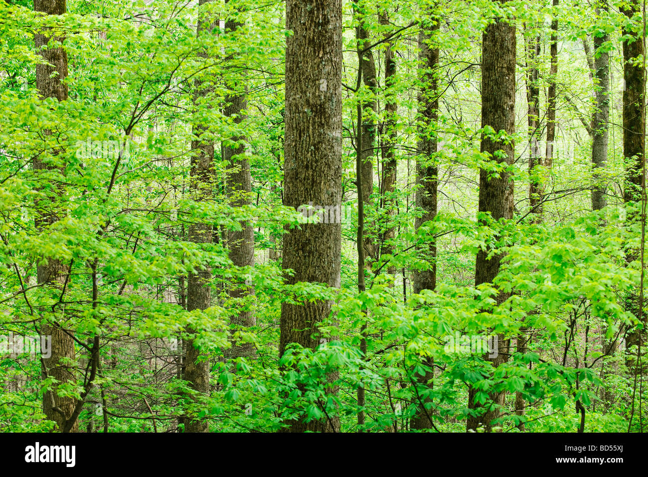 A forest of trees Stock Photo - Alamy