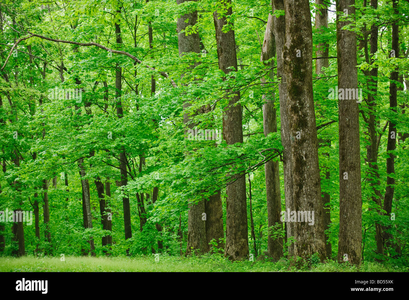 A forest of trees Stock Photo - Alamy