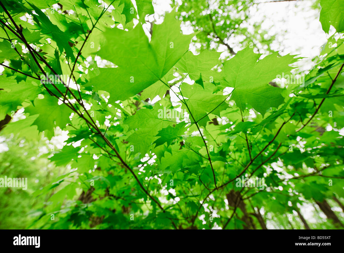 A forest of trees Stock Photo - Alamy