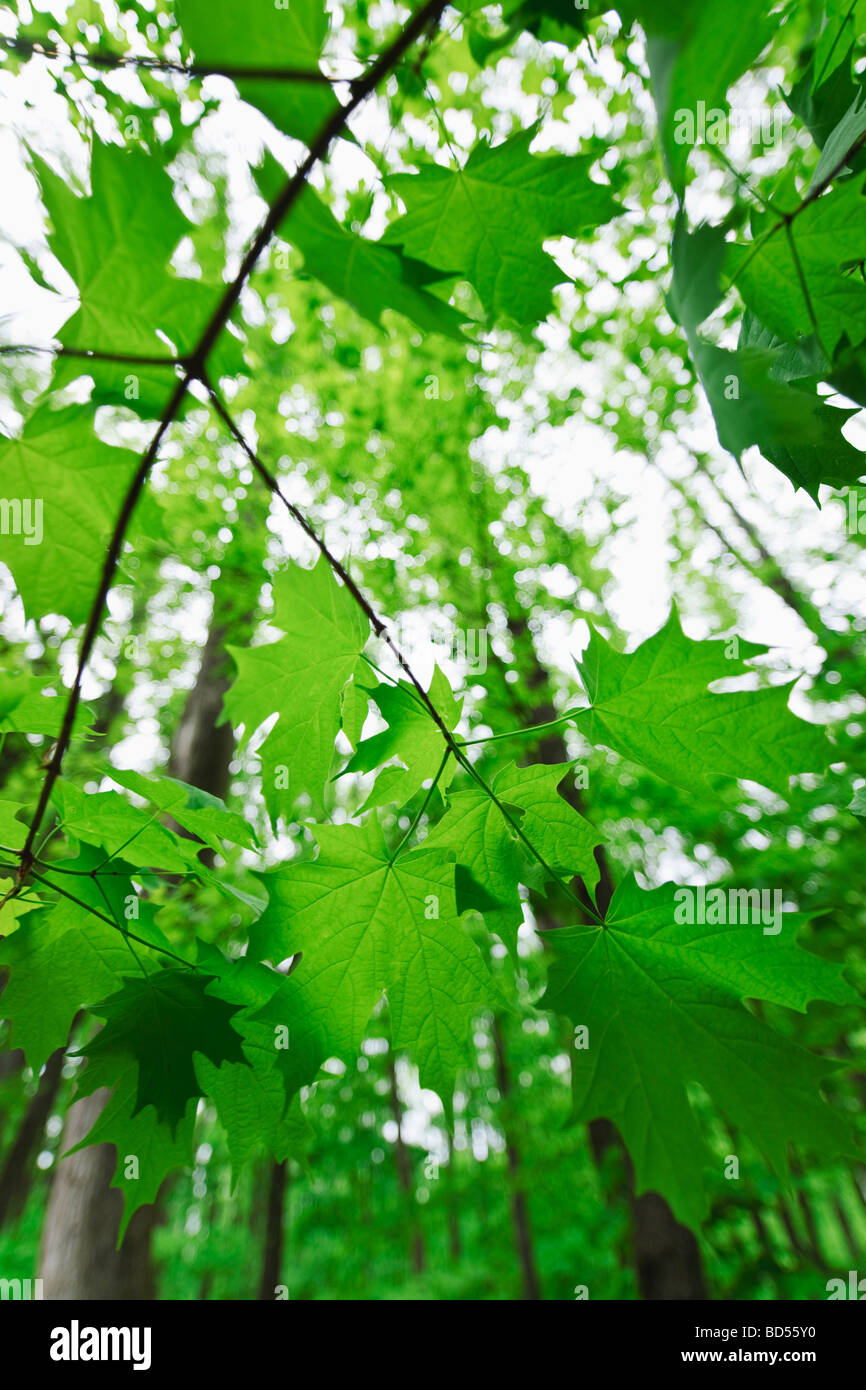 A forest of trees Stock Photo - Alamy