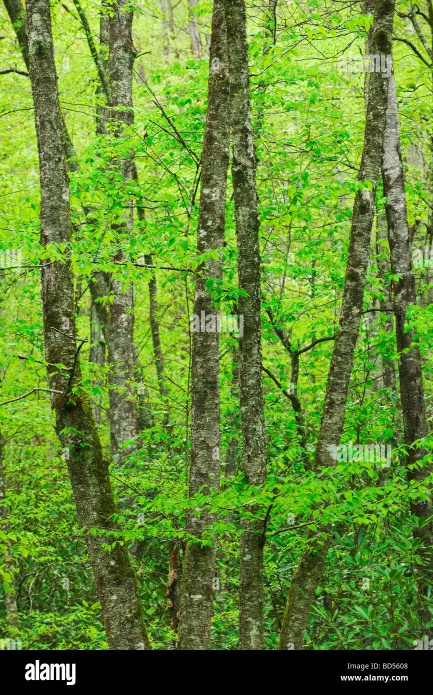 A forest of trees Stock Photo - Alamy