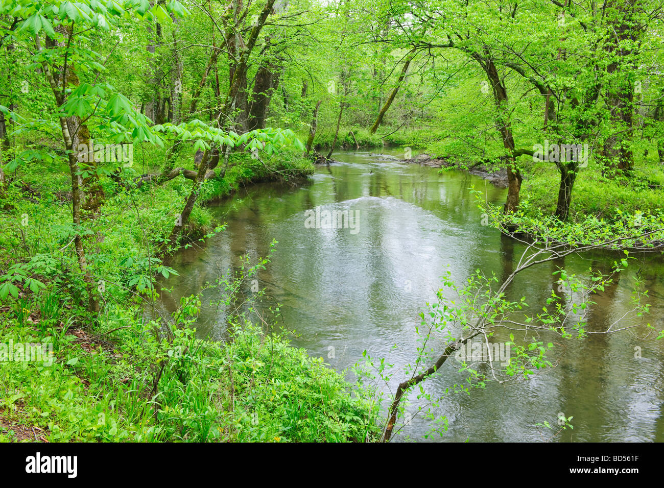 Woodland creeks hi-res stock photography and images - Alamy