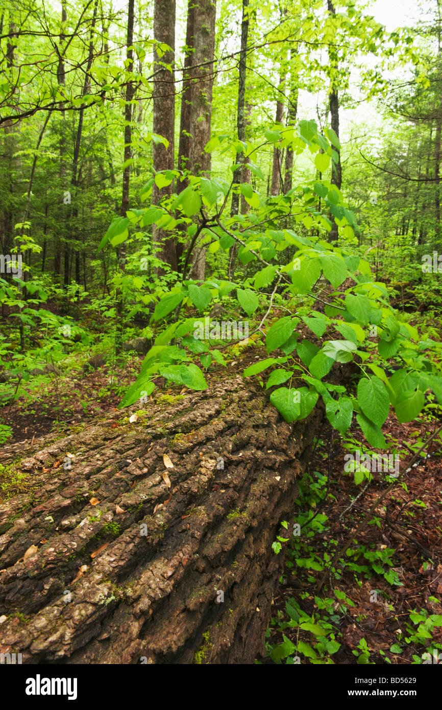 A forest of trees Stock Photo - Alamy