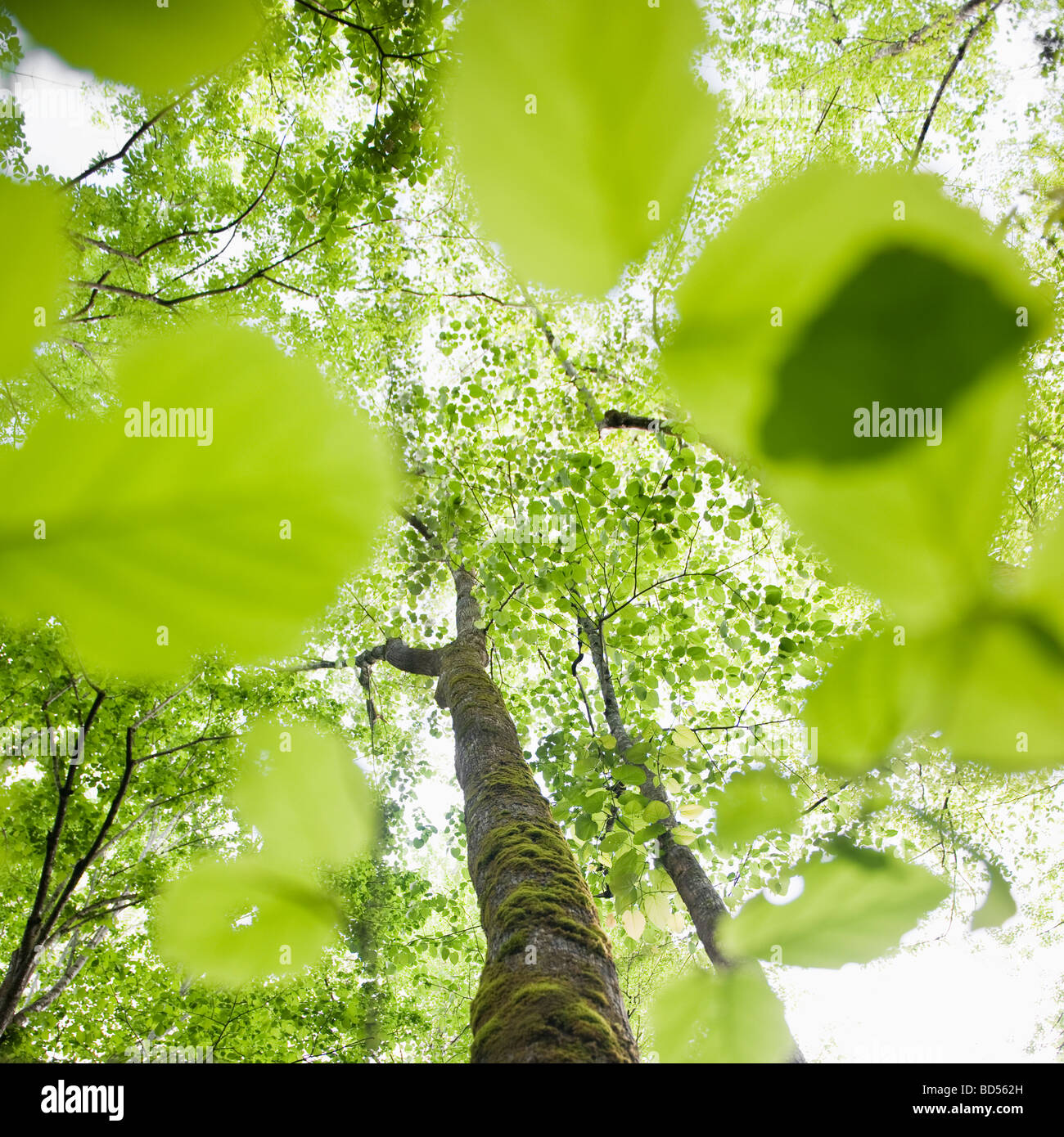 A forest of trees Stock Photo - Alamy