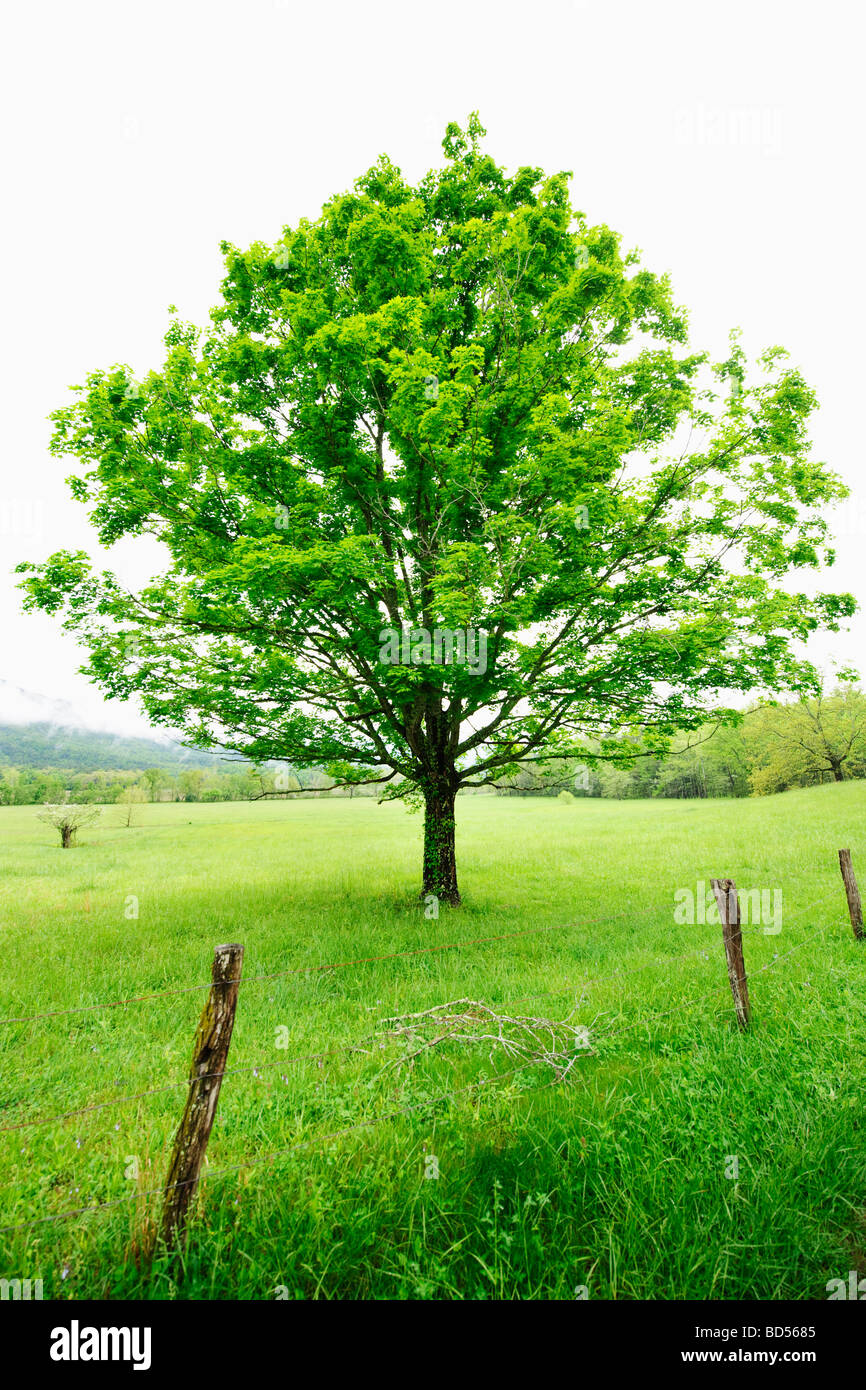A tree in a field Stock Photo - Alamy