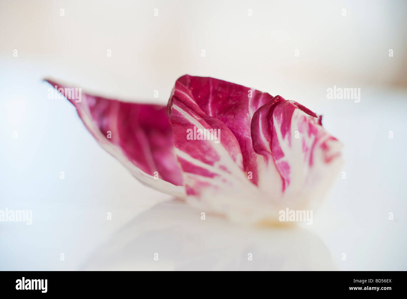 A leaf of radicchio Stock Photo - Alamy