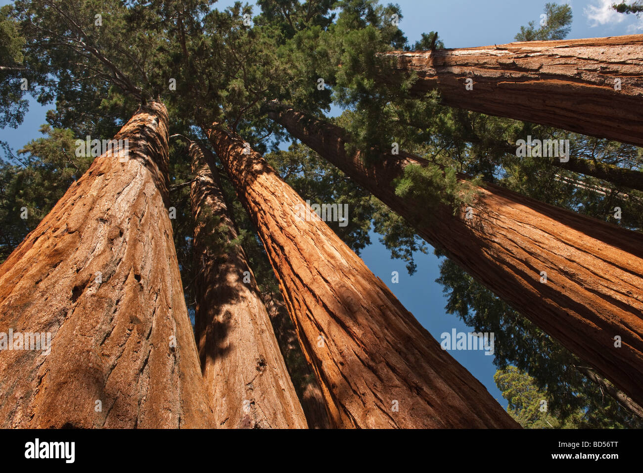 A forest of trees Stock Photo - Alamy